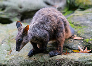 The symbols of the Australian Capital Territory | Australian Symbols ...
