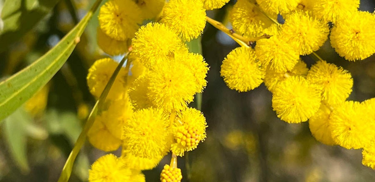 Wattle Day | PM&C