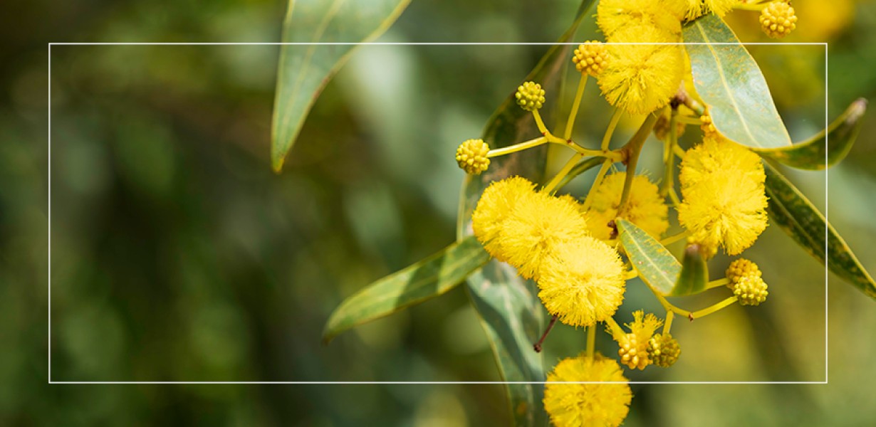 The Golden Wattle: A symbol of unity and resilience | PM&C